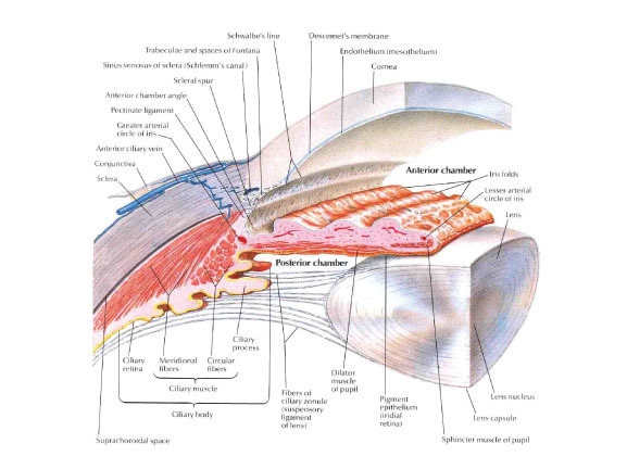 Assessing the Anterior Chamber